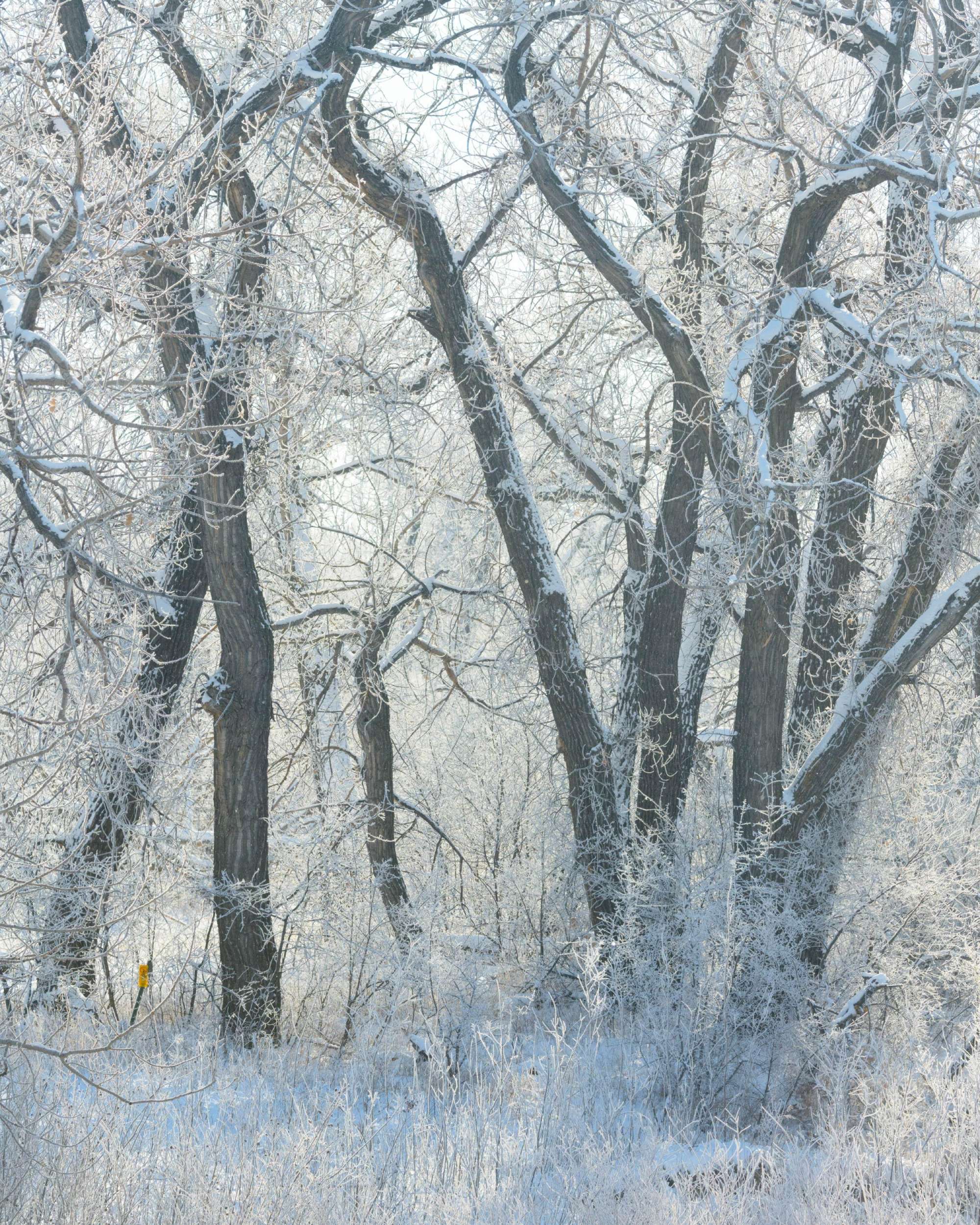 Great Plains Winter Landscape