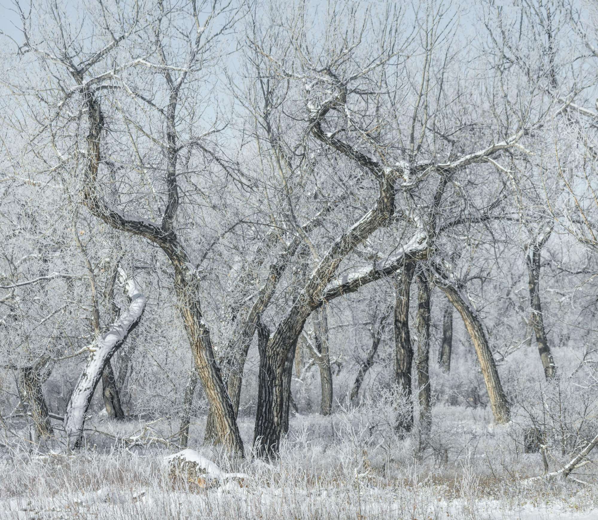 Great Plains Winter Landscape